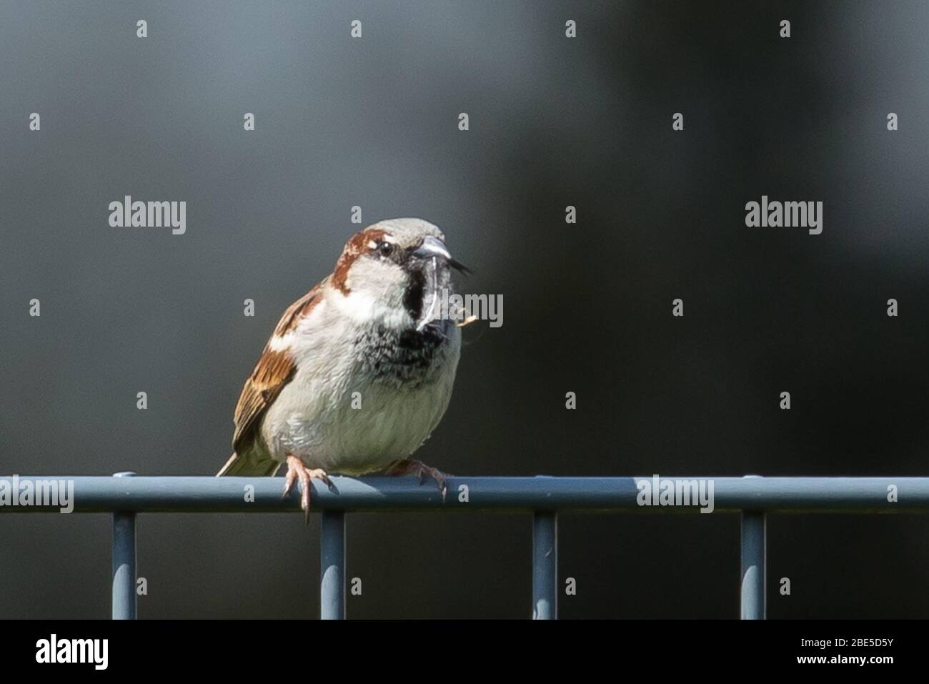 sparrow hunting in the morning Stock Photo - Alamy