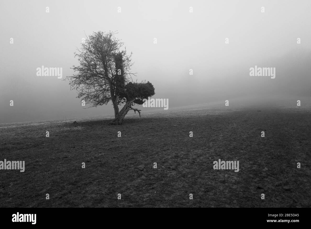 Misty winter landscape on Black and White Stock Photos & Images - Alamy