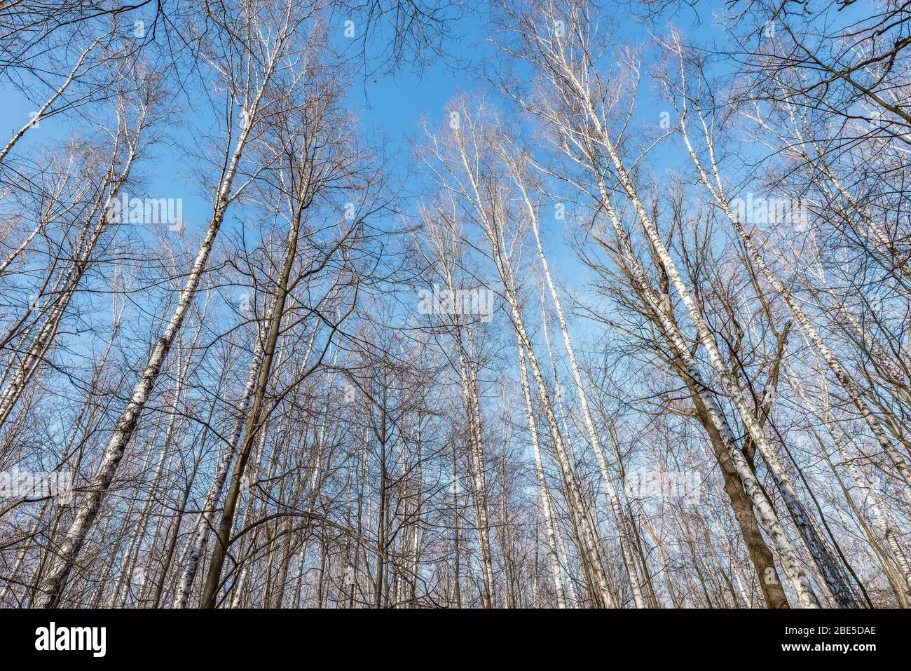 Trees without leaves on blue sky background at spring day time Stock ...