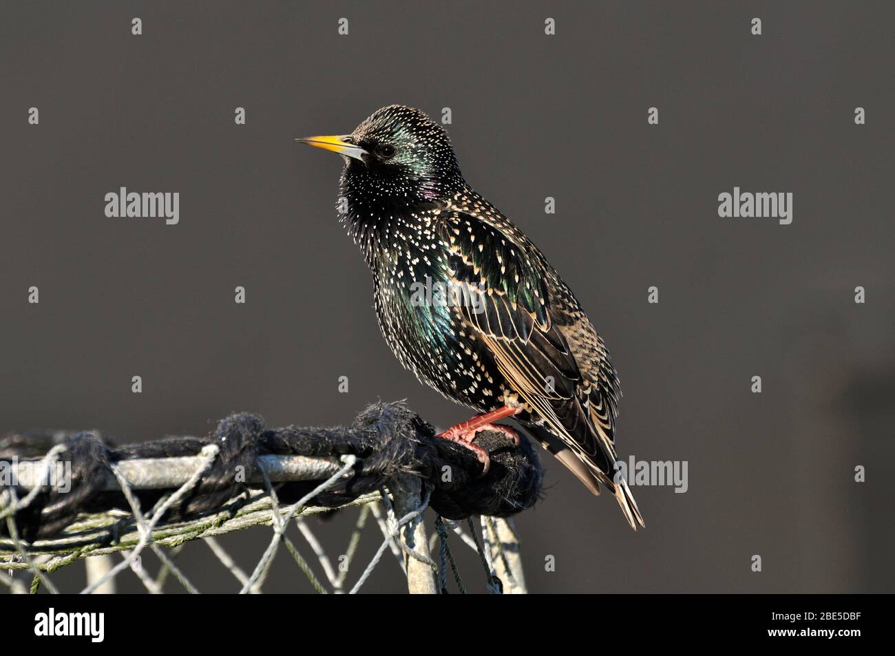 Common starling face Stock Photo - Alamy
