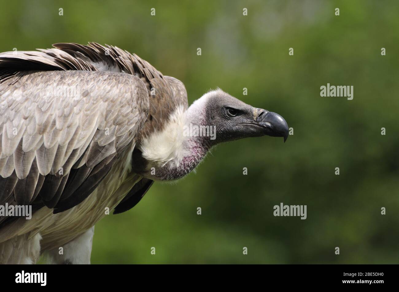 Vulture face portrait hi-res stock photography and images - Alamy