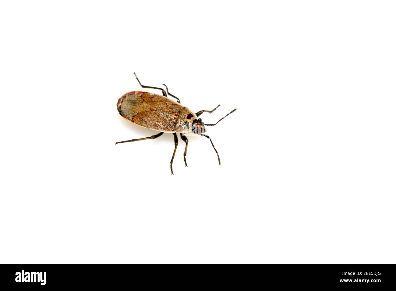 Fart insect hi-res stock photography and images - Alamy