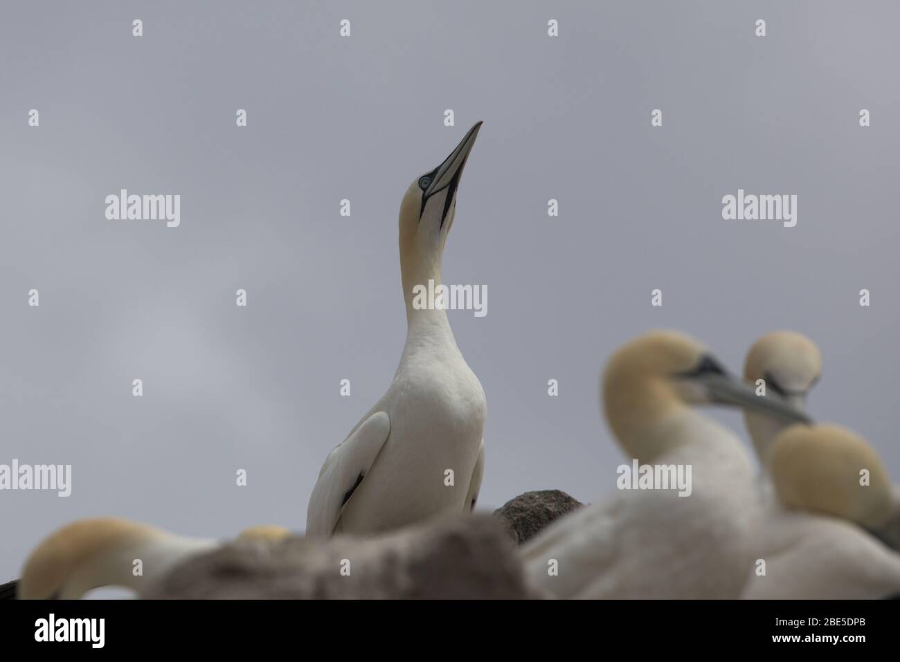 A northern gannet sky points Stock Photo - Alamy