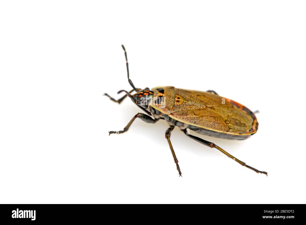 Fart insect hi-res stock photography and images - Alamy
