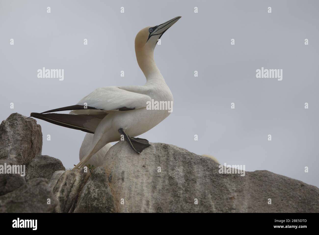 Gannet stands hi-res stock photography and images - Alamy