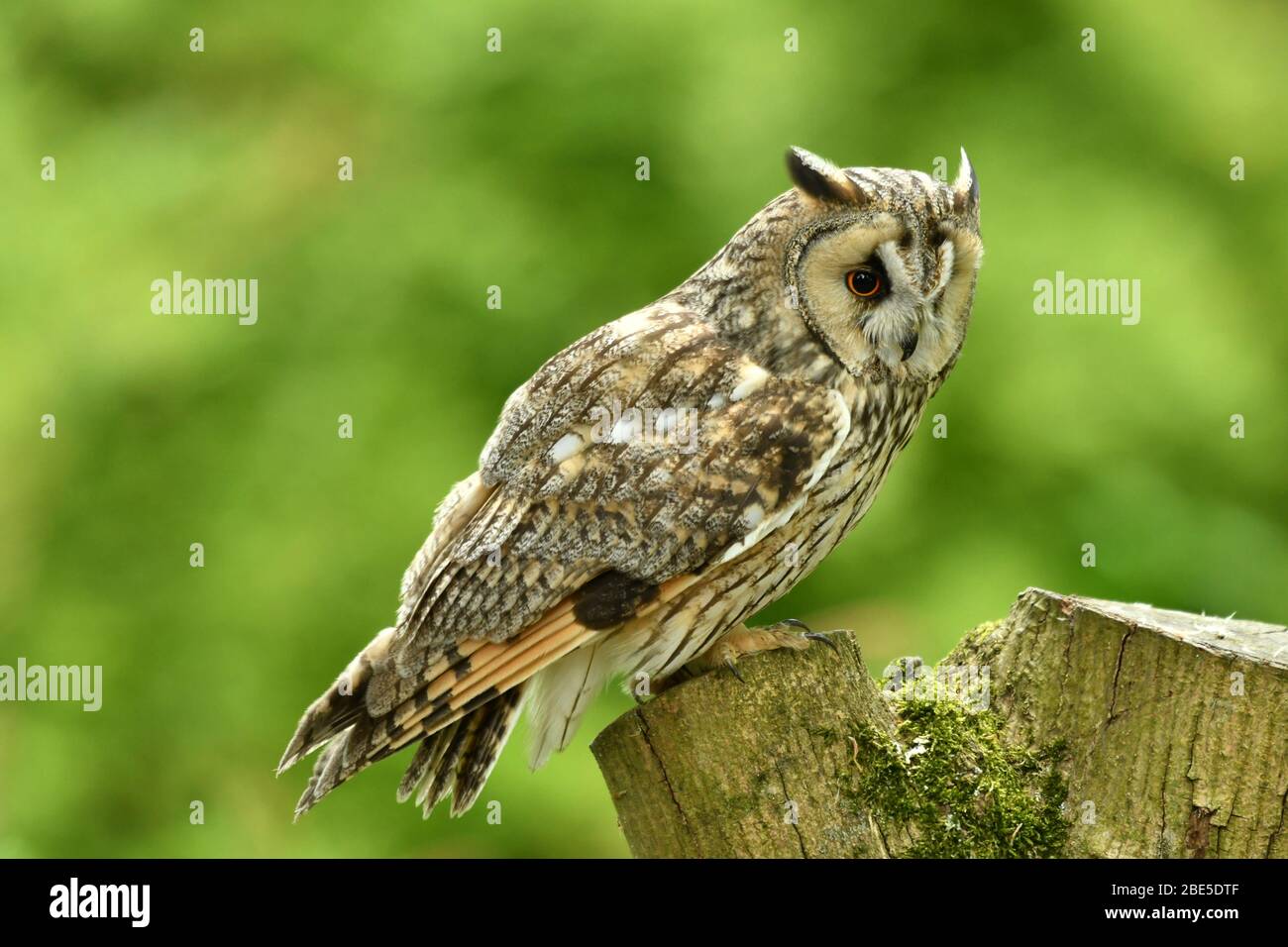 Lesser horned owl hi-res stock photography and images - Alamy