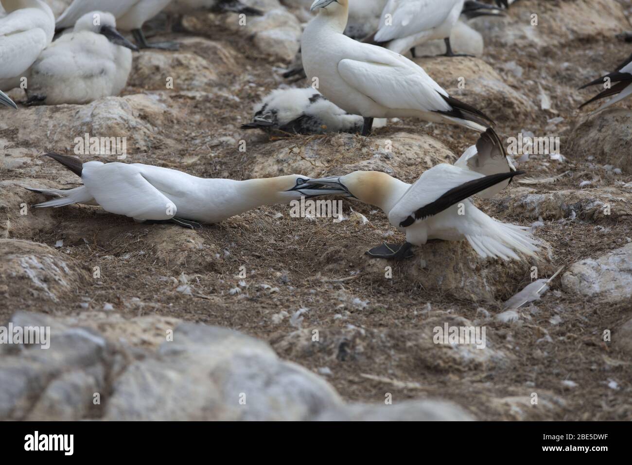 Gannet fight hi-res stock photography and images - Alamy