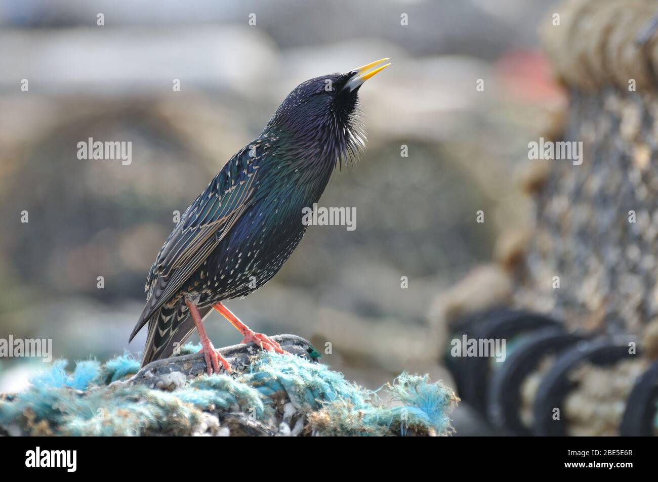 Common starling face Stock Photo - Alamy