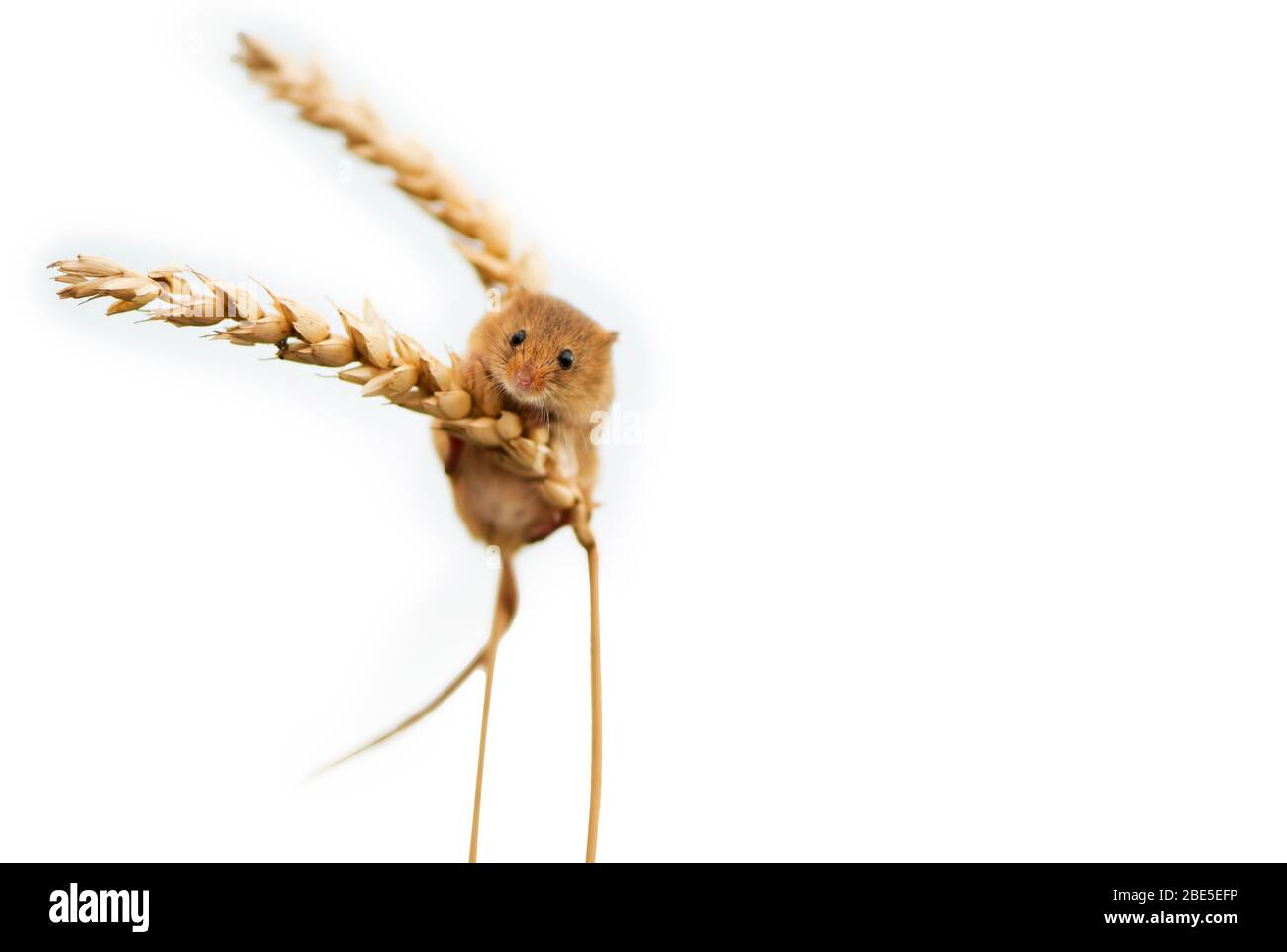 Harvest mouse on corn stem, white background Stock Photo - Alamy