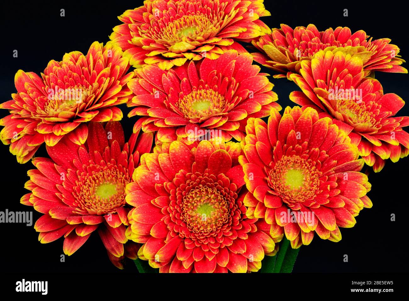 Bouquet of Orange Germini flowers with black background Stock Photo - Alamy
