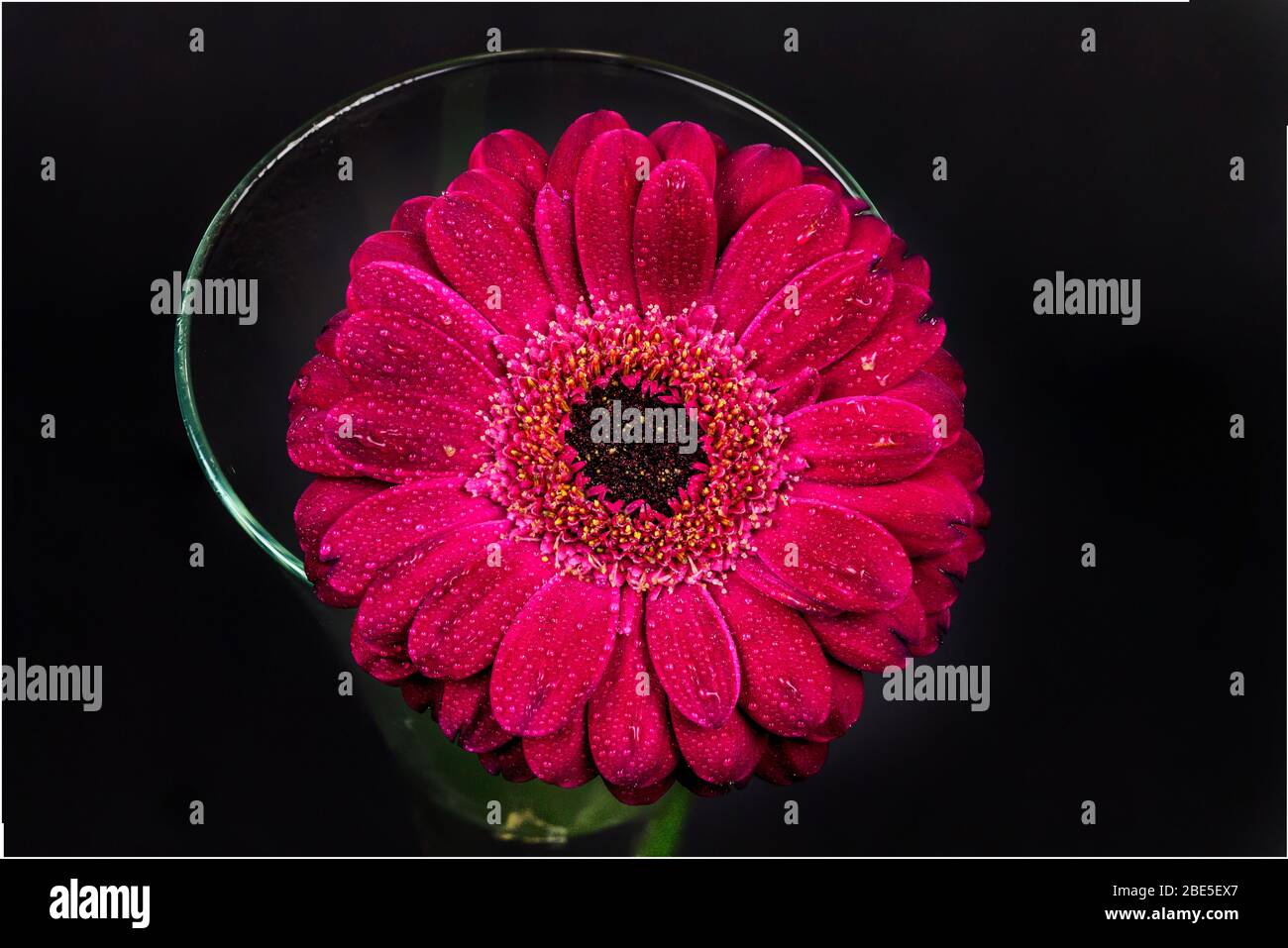 Single Cerise Germini flower head in glass vase with black background ...