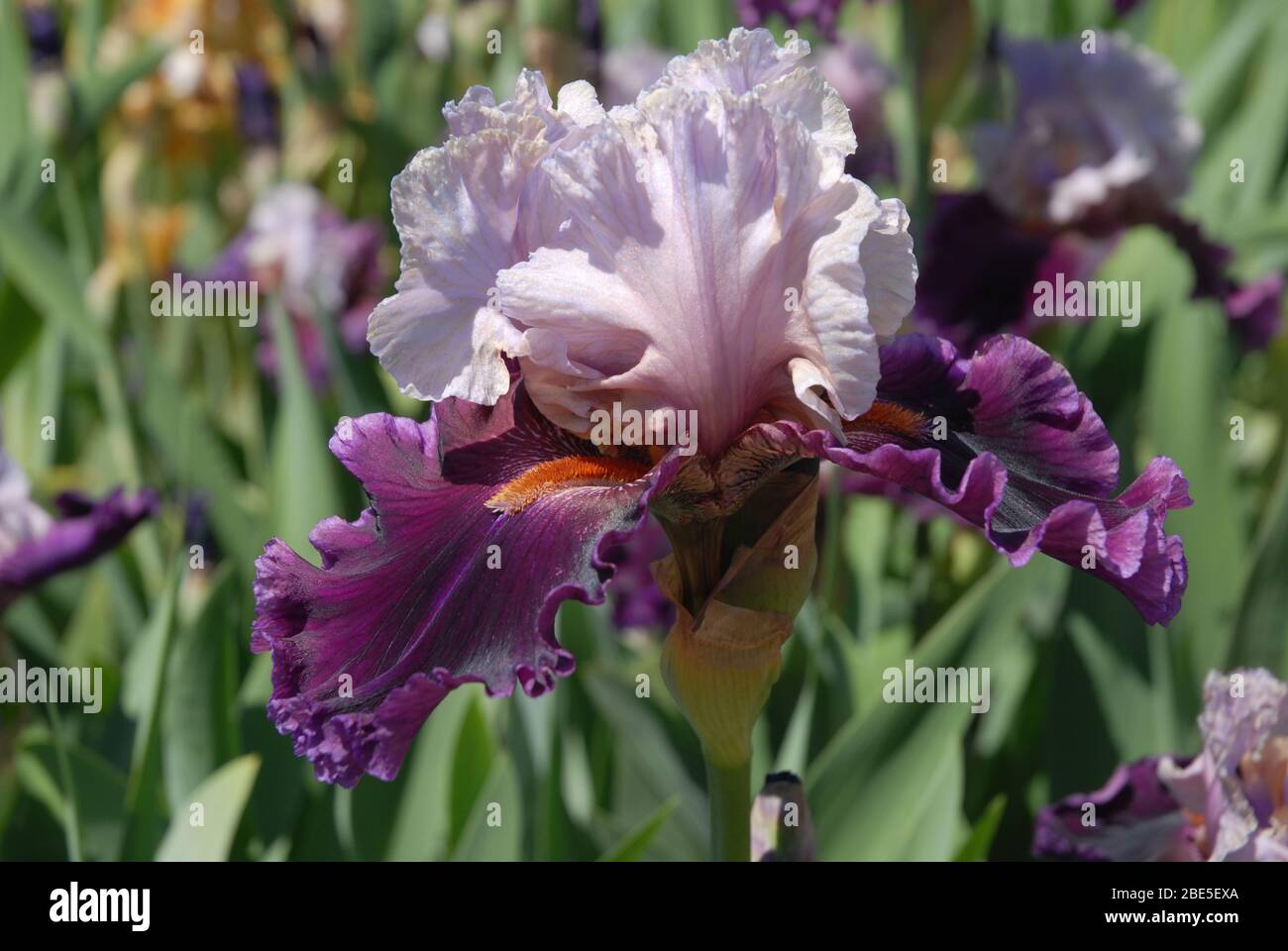 Bearded iris flower hi-res stock photography and images - Alamy