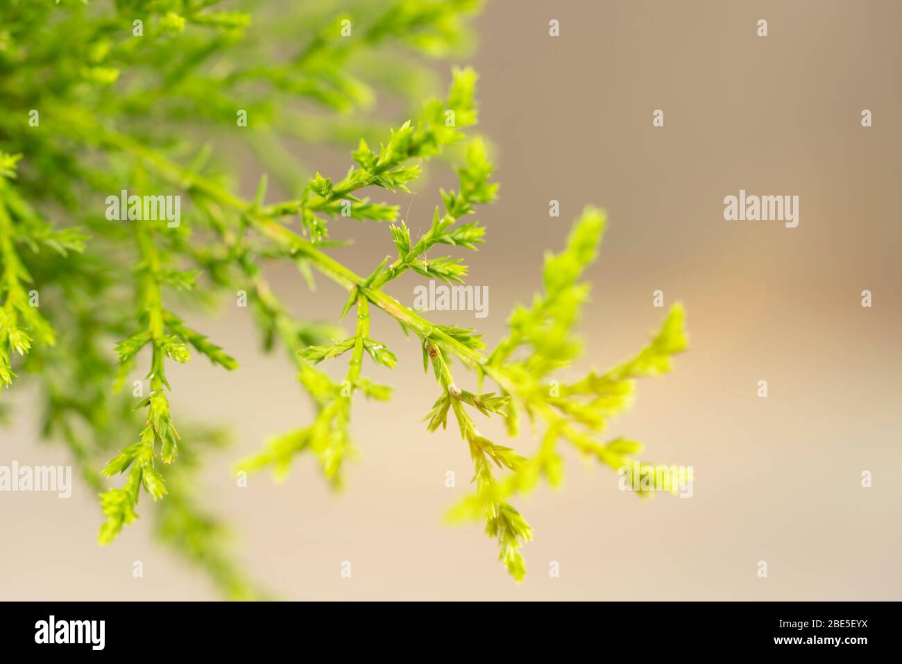 Macro of cypress tree branch in the hedge in garden Stock Photo - Alamy