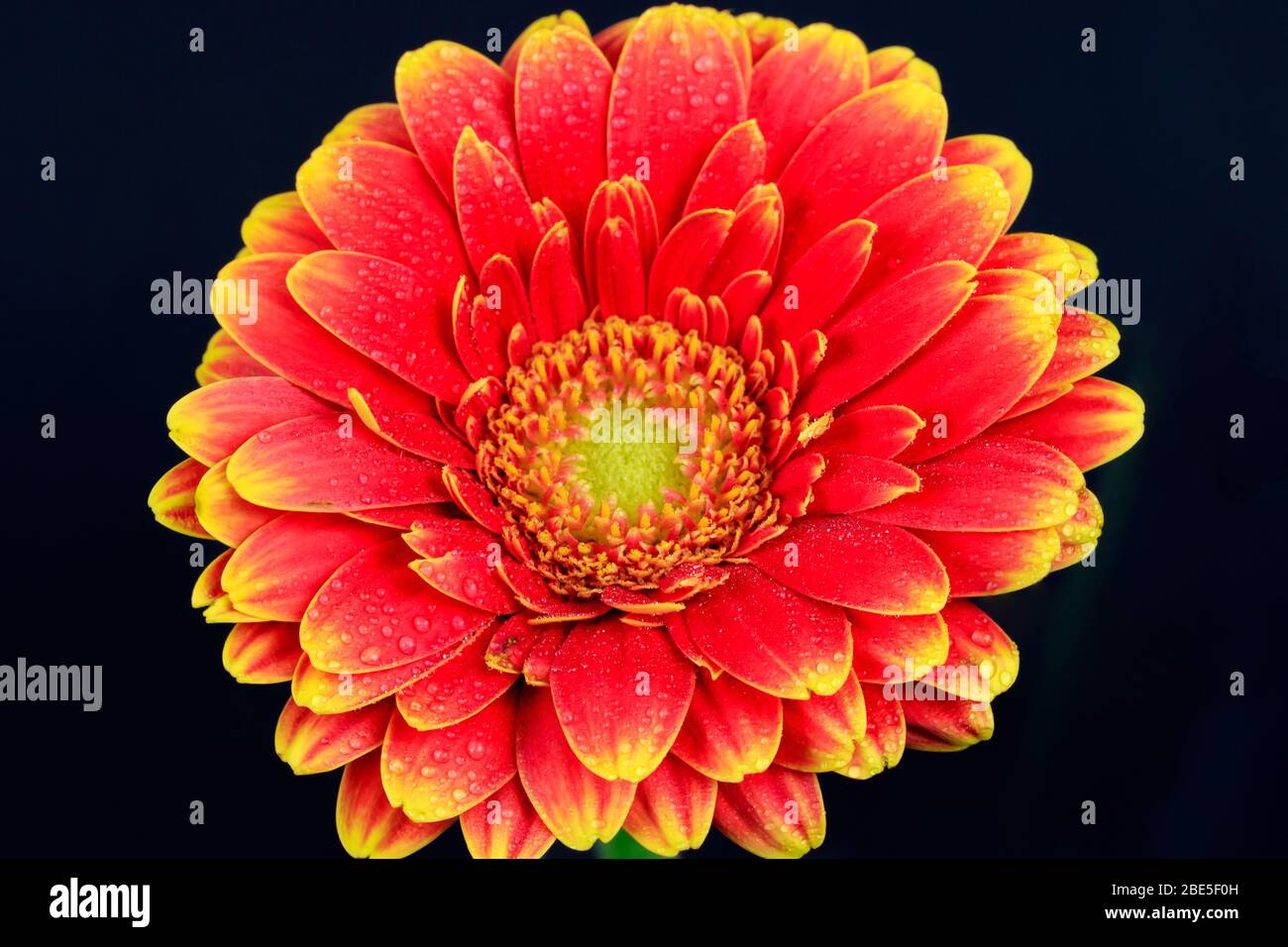 Single Orange Germini flower head in glass vase with black background ...