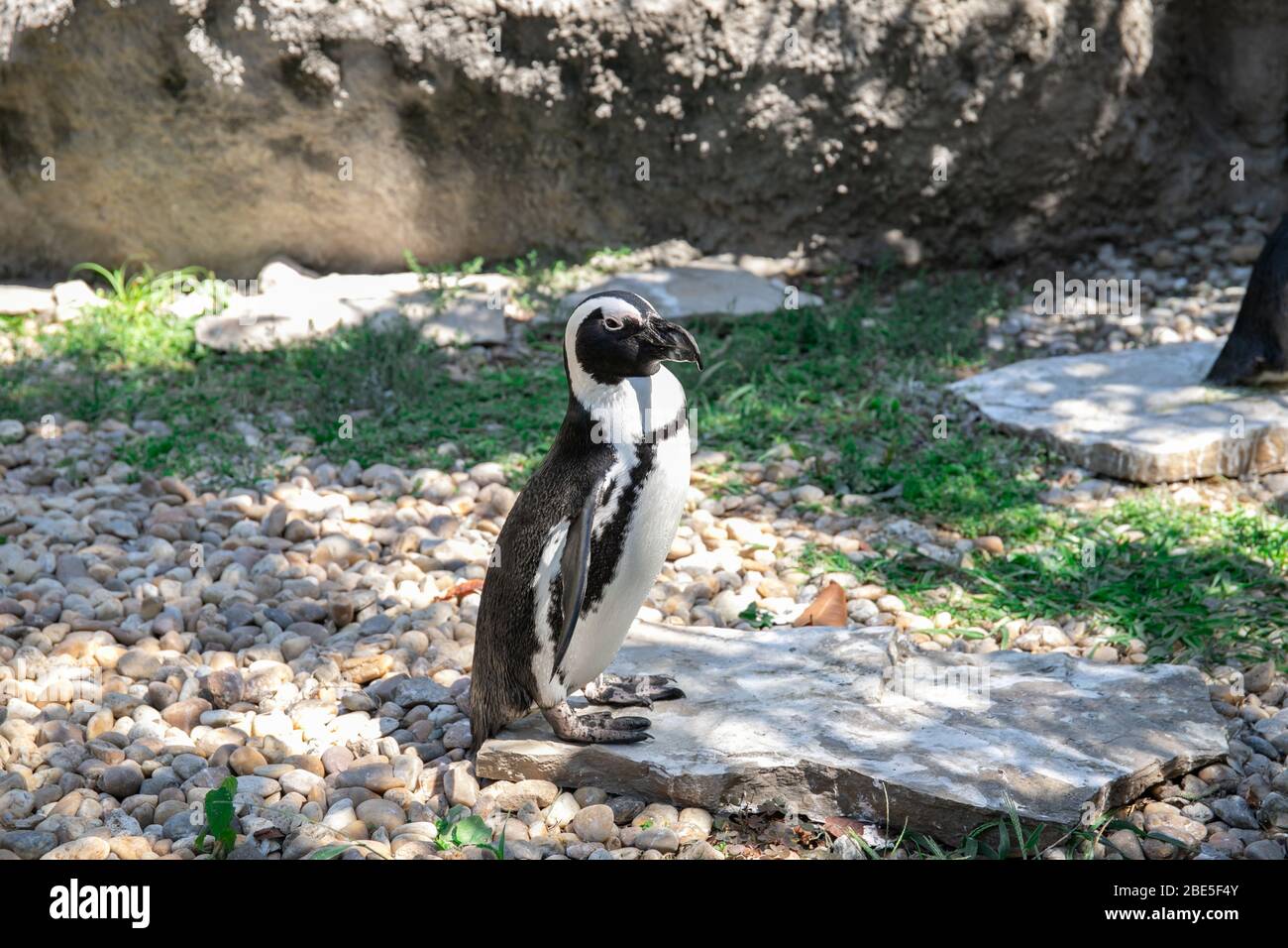 African penguin baby hi-res stock photography and images - Alamy