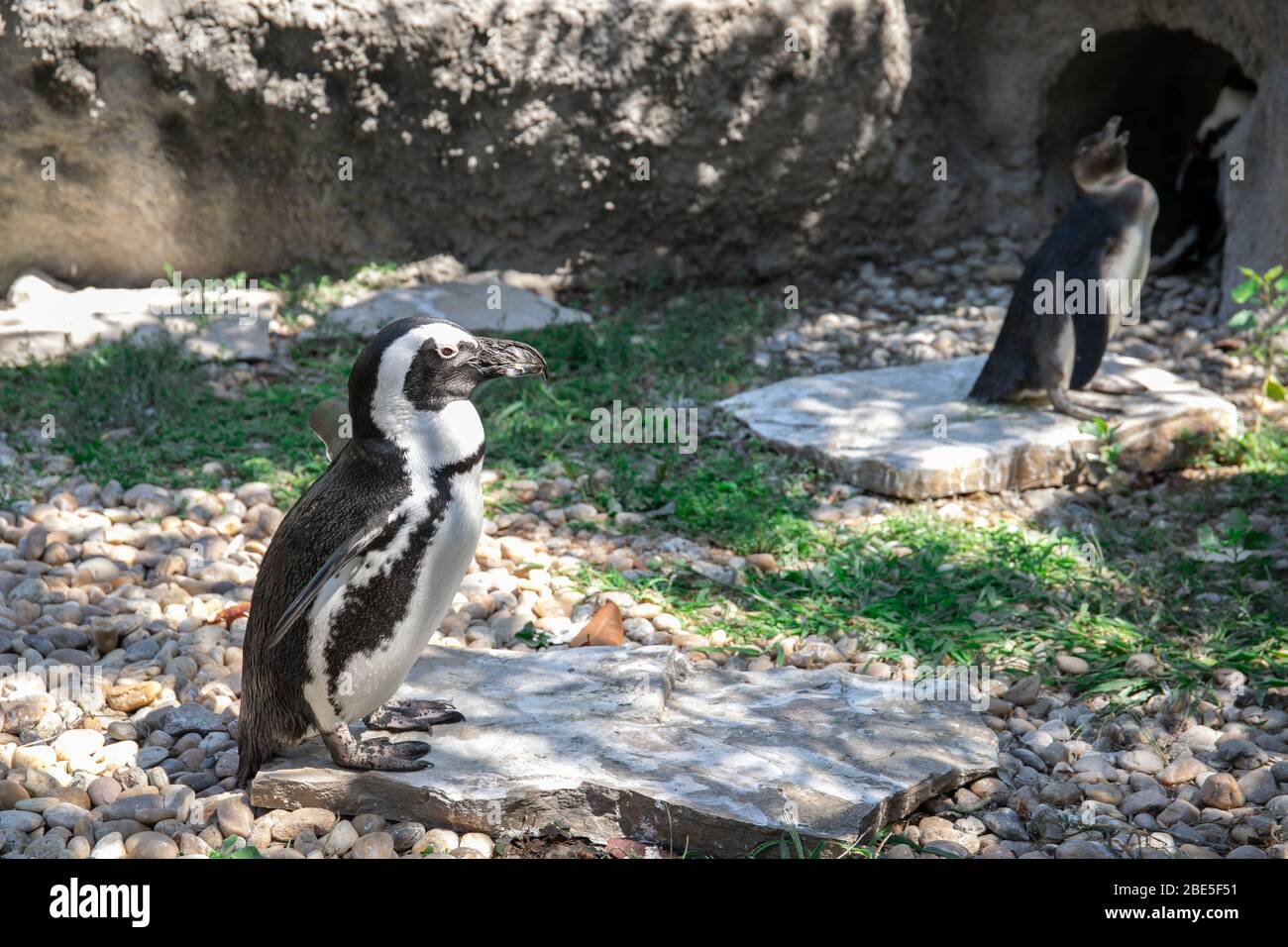 All black penguin hi-res stock photography and images - Alamy