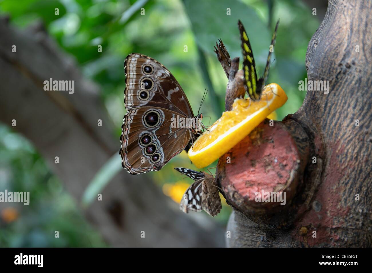 Many monarch butterflies hi-res stock photography and images - Alamy