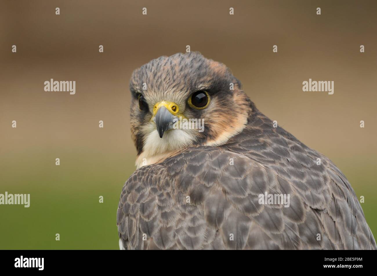 Juvenile peregrine falcon hi-res stock photography and images - Alamy