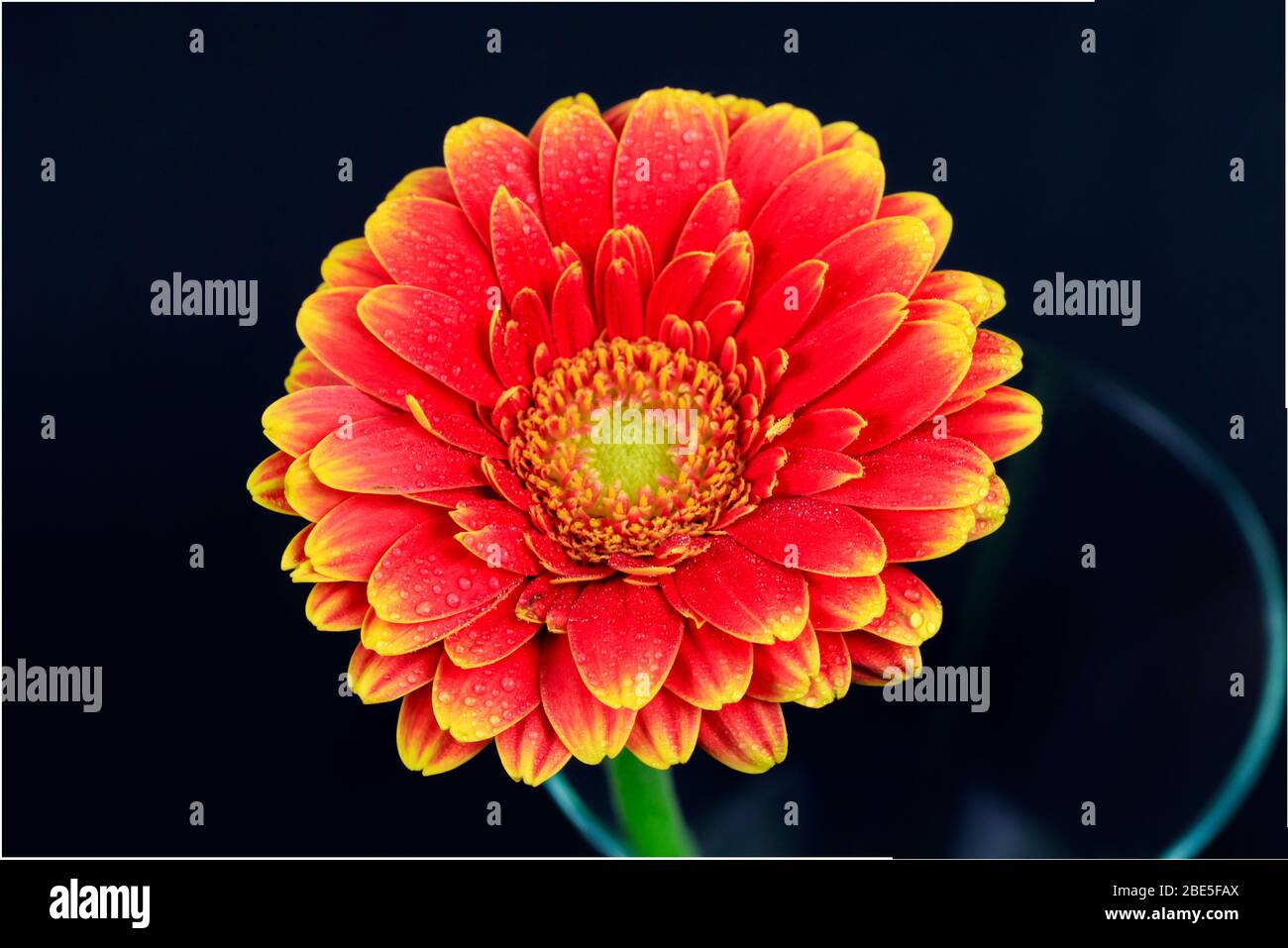 Single Orange Germini flower head in glass vase with black background ...