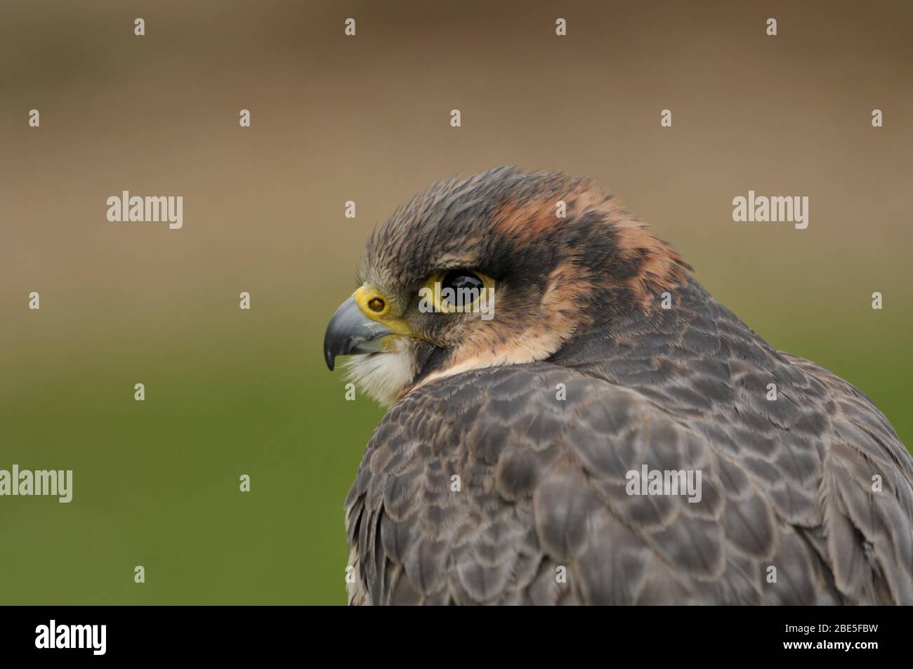 Juvenile peregrine falcon hi-res stock photography and images - Alamy