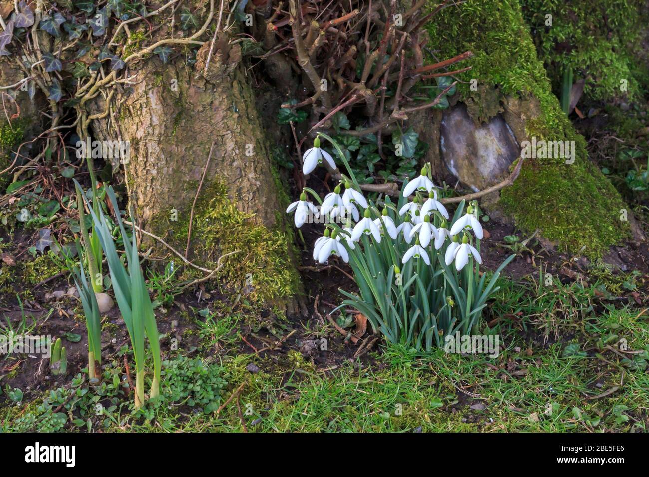 Bunch of snowdrops hi-res stock photography and images - Alamy