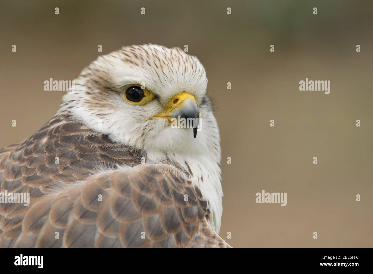 Saker falcon portrait Stock Photo - Alamy