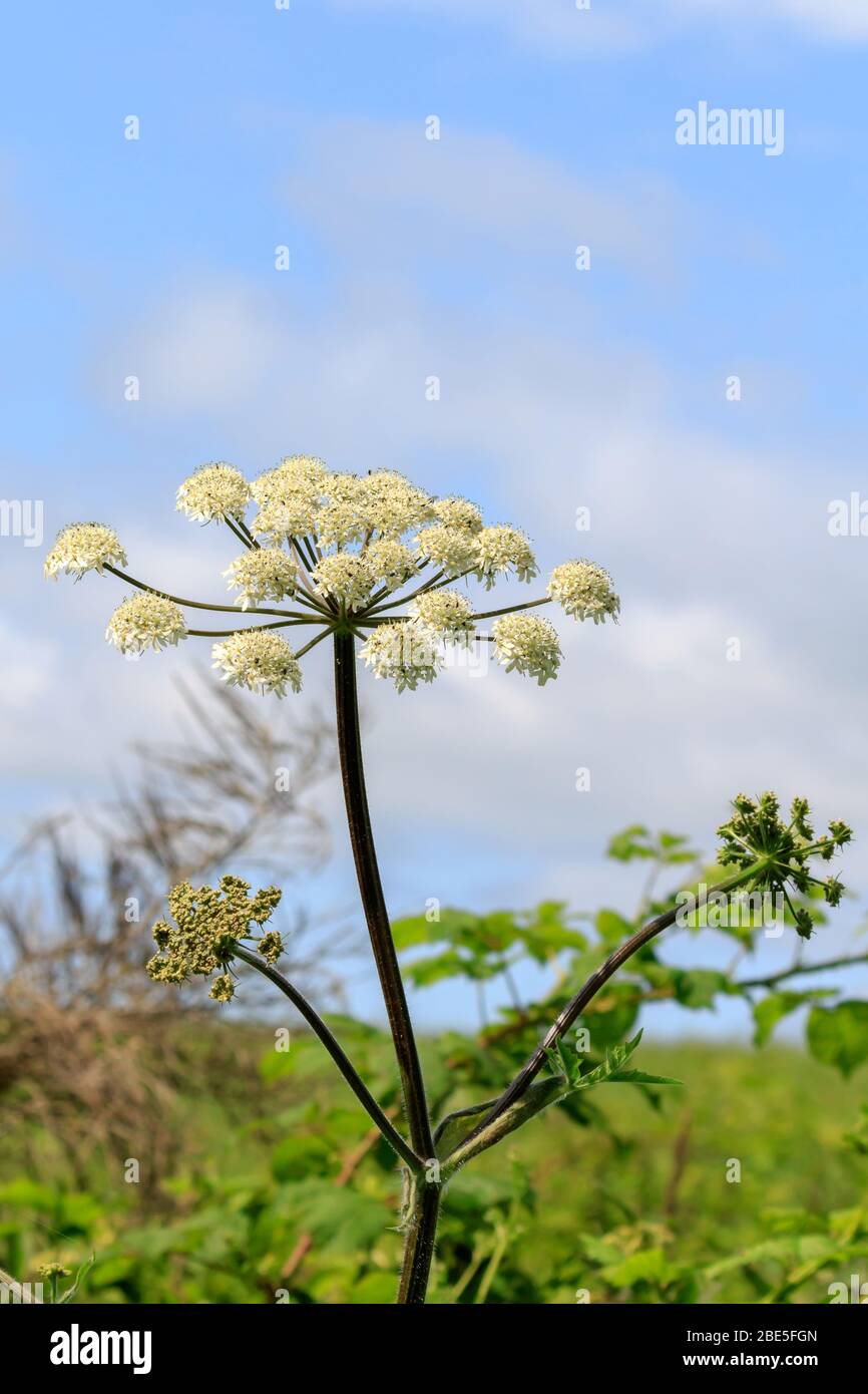 Close up flower head giant hogweed hi-res stock photography and images ...