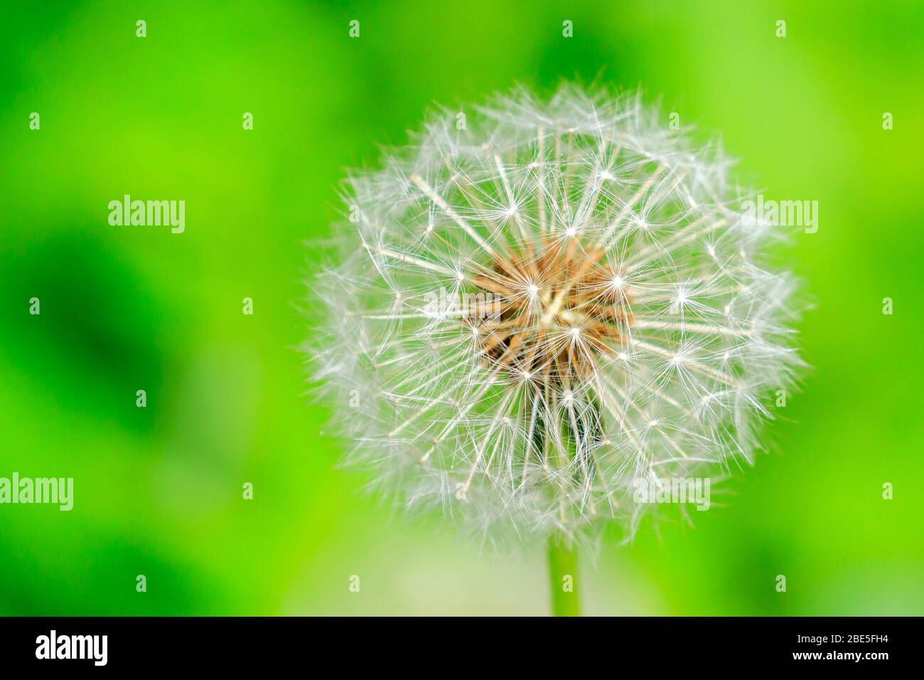 Beautiful seed head hi-res stock photography and images - Alamy