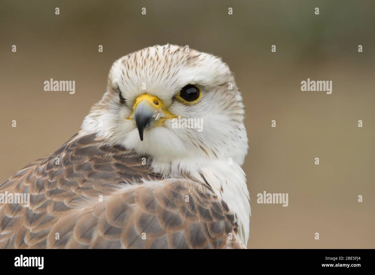 Saker falcon wild hi-res stock photography and images - Alamy
