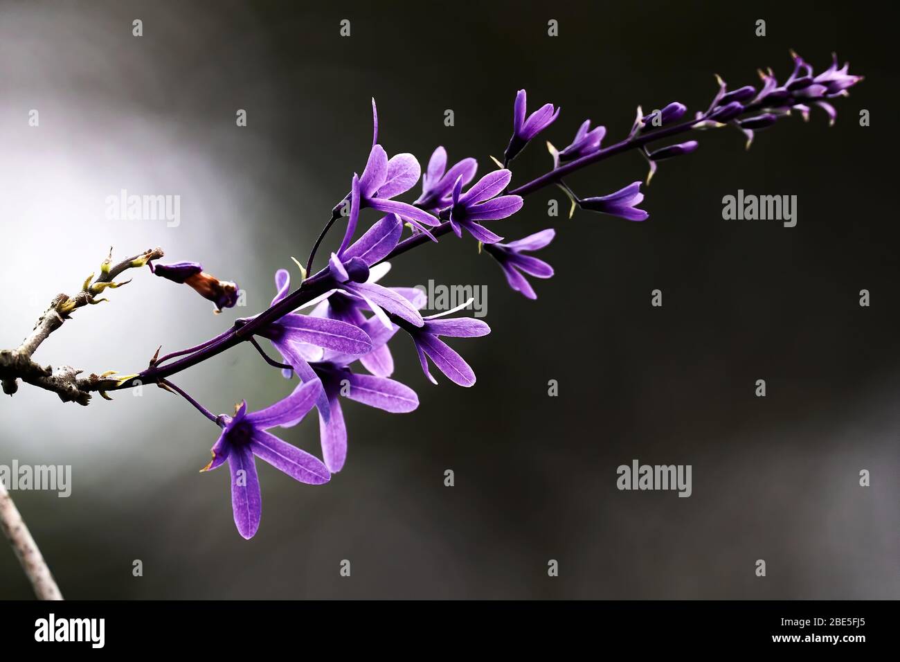 Taipei botanical garden taiwan hi-res stock photography and images - Alamy