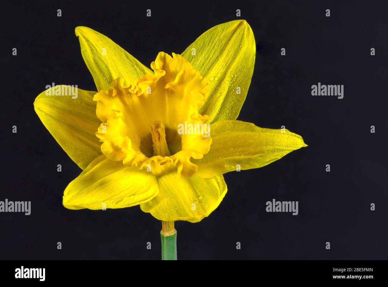 Close up on a single Daffodil flower head with water droplets with a ...