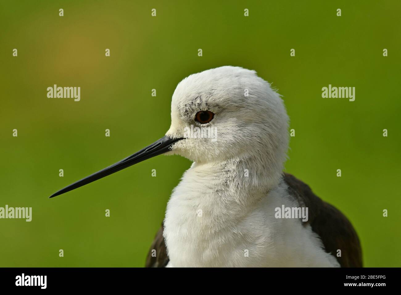 Black legged stilt hi-res stock photography and images - Alamy