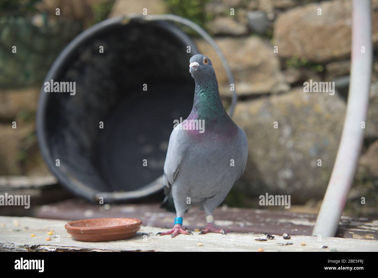 Racing ireland bird hi-res stock photography and images - Alamy