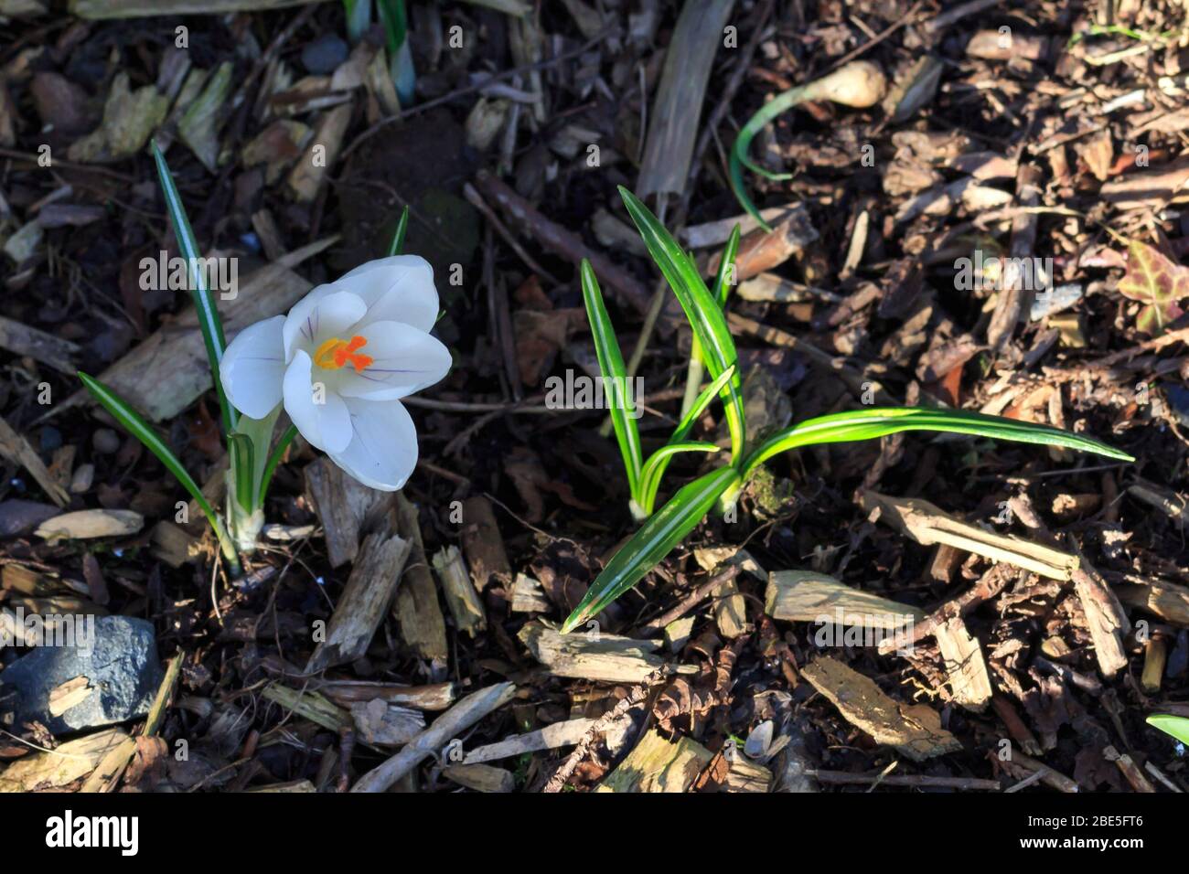 Single white crocus hi-res stock photography and images - Alamy