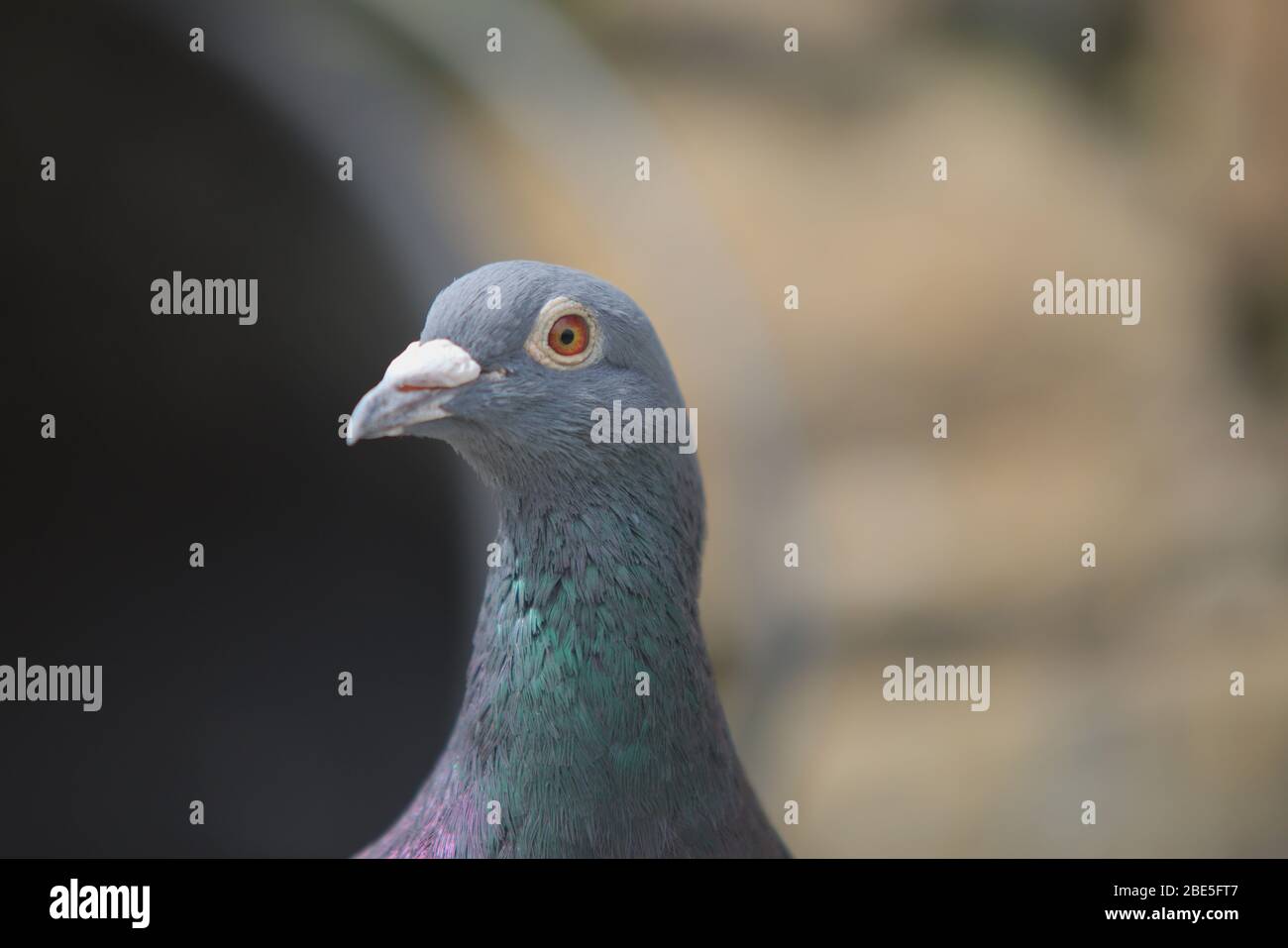 Racing ireland bird hi-res stock photography and images - Alamy