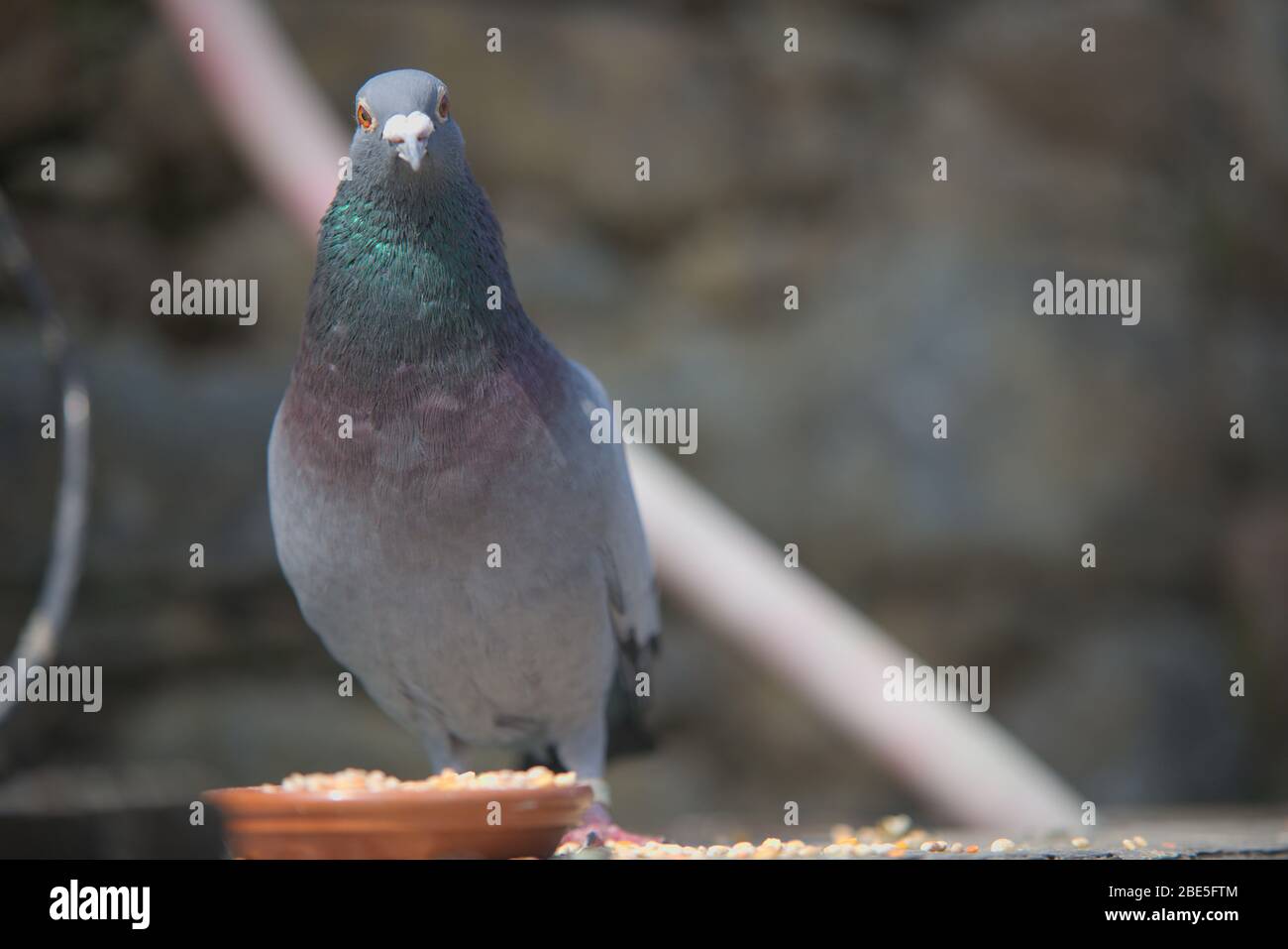 Racing ireland bird hi-res stock photography and images - Alamy