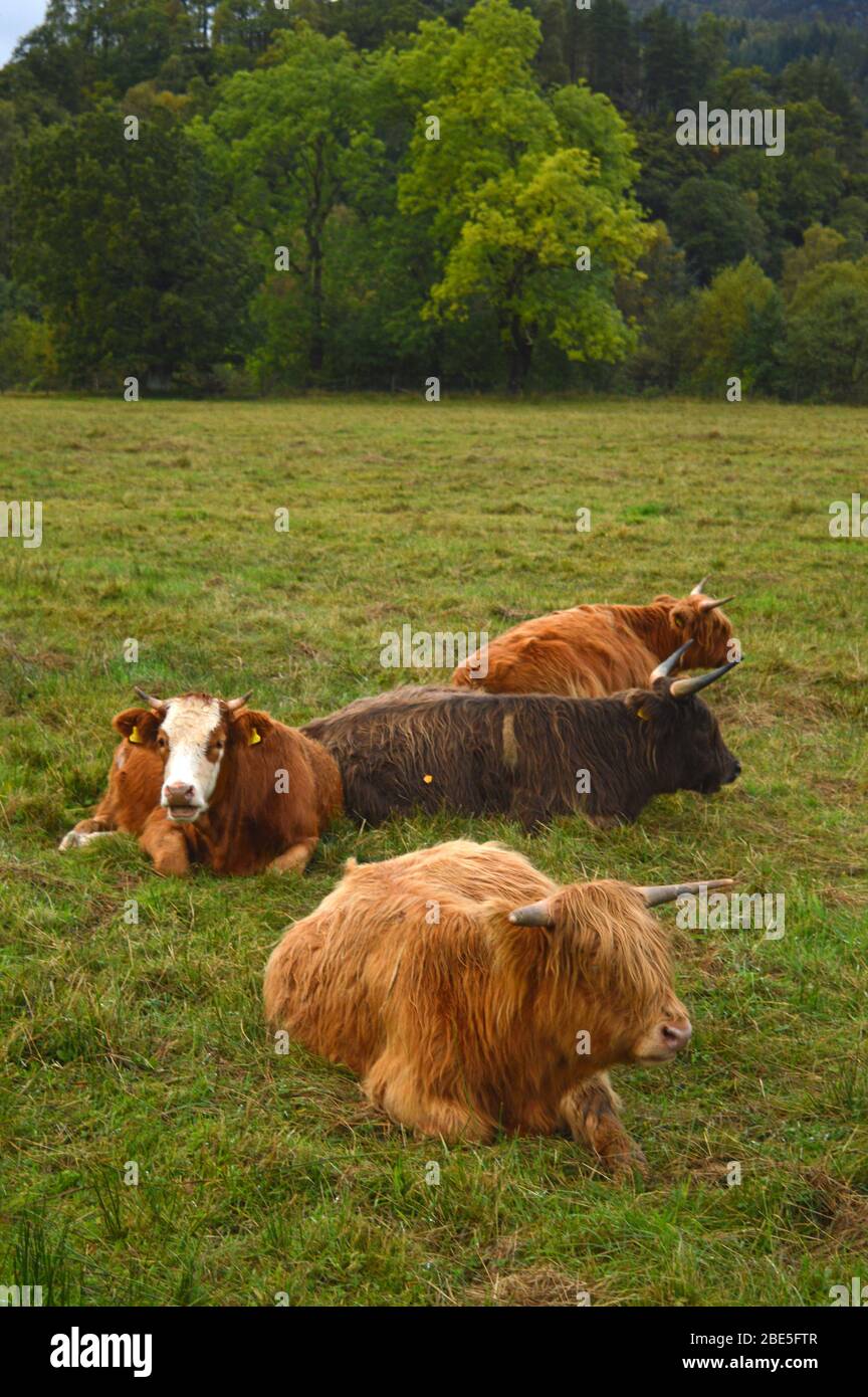 Highland cows in fields by Loch Achray, Trossachs Scotland Stock Photo ...