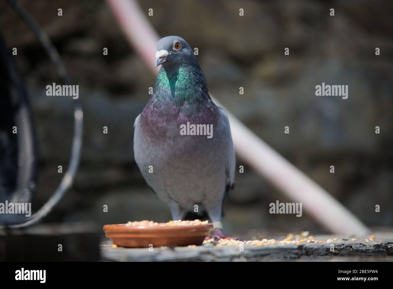 Racing ireland bird hi-res stock photography and images - Alamy