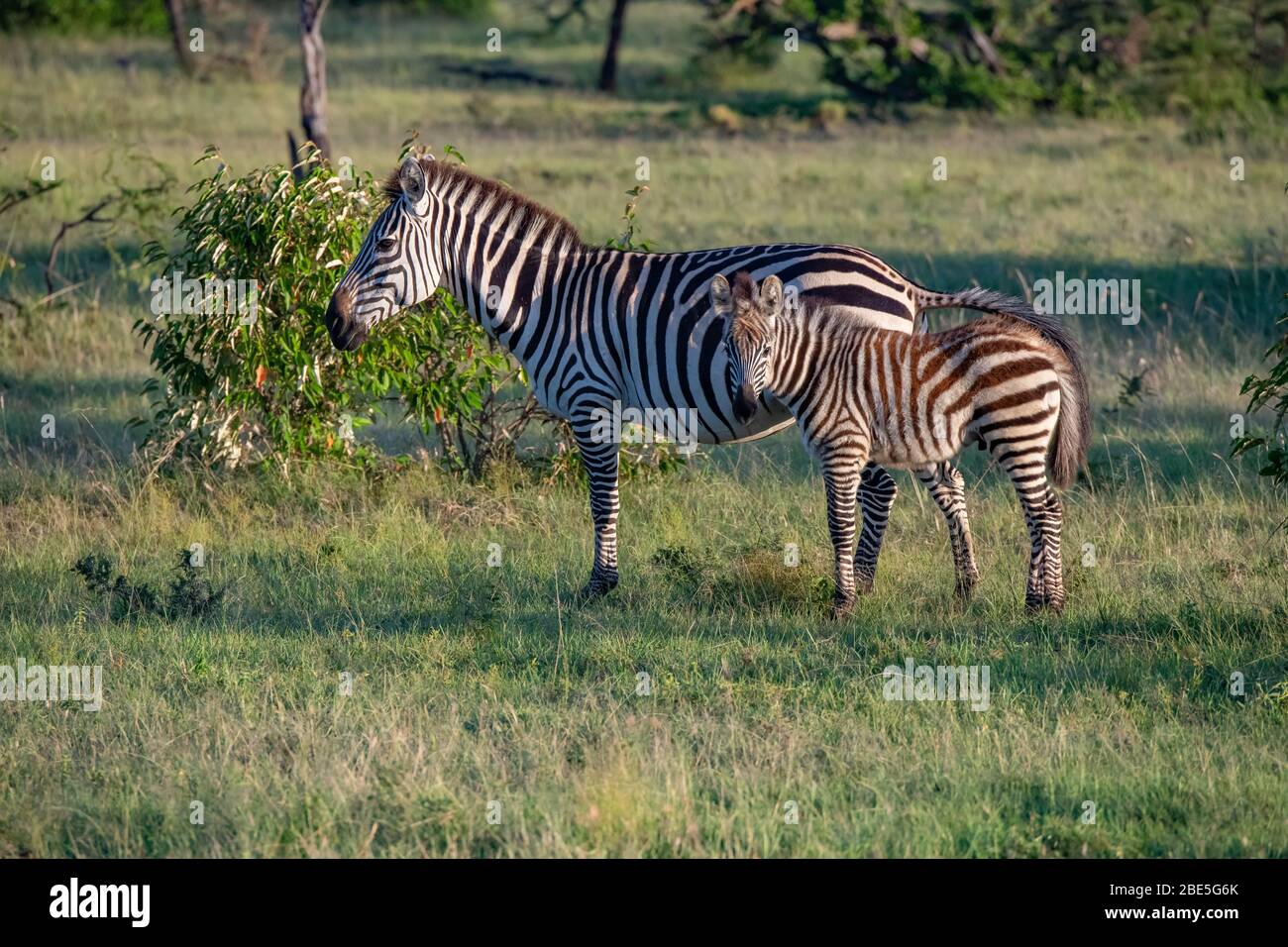 mother Zebra and her foal in the Masai Mara, Kenya Stock Photo - Alamy