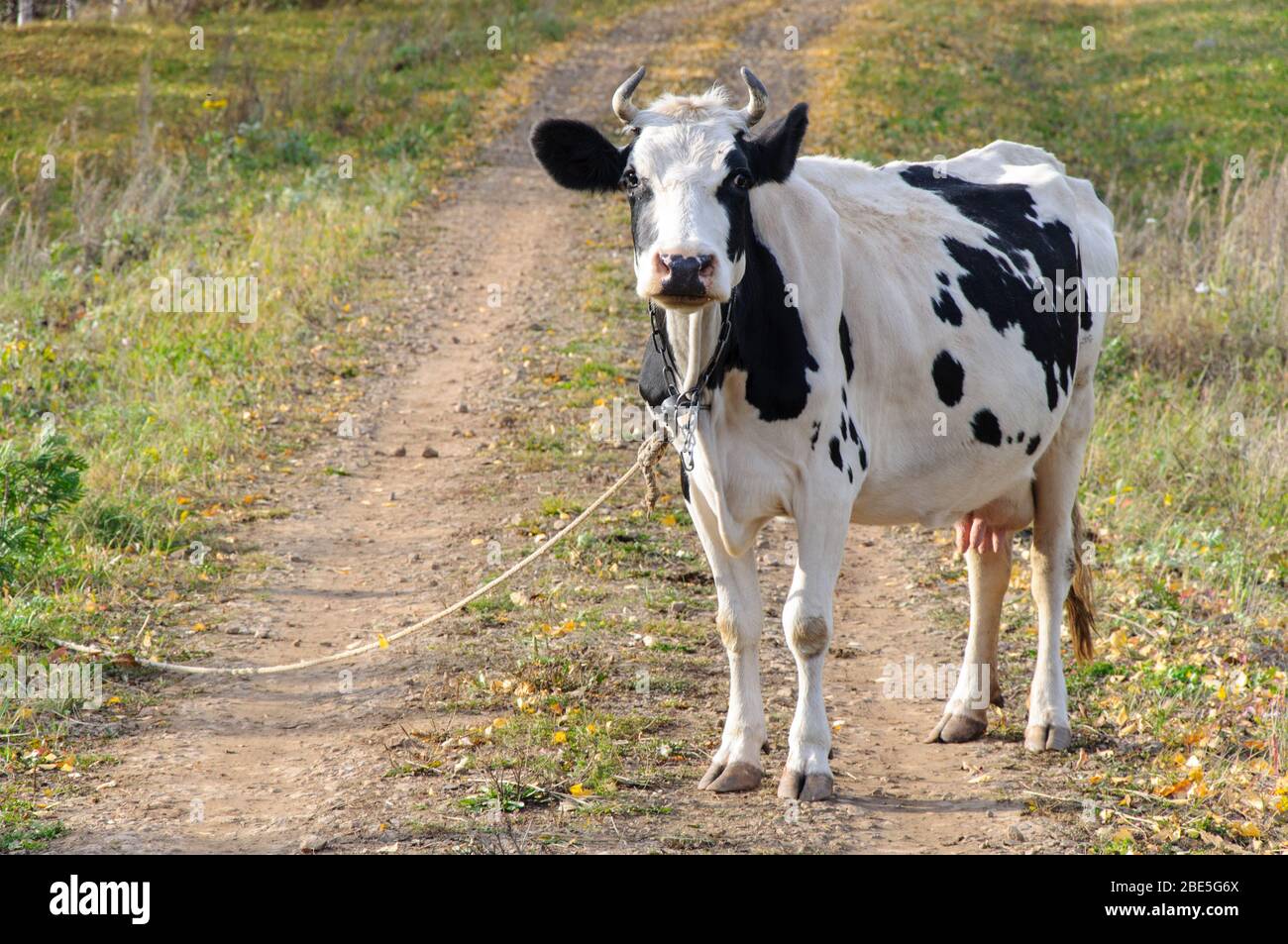 Agricultural landscape. Country life. Country animal on the walk Stock ...