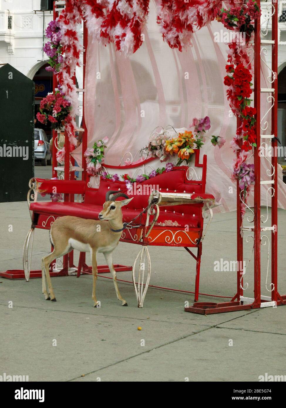 A tableau with a young gazelle waiting for photographic portraits ...