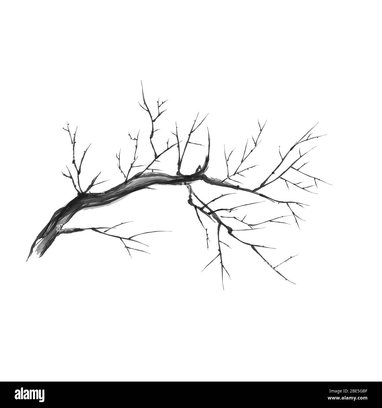 Bare Tree Branch Drawing
