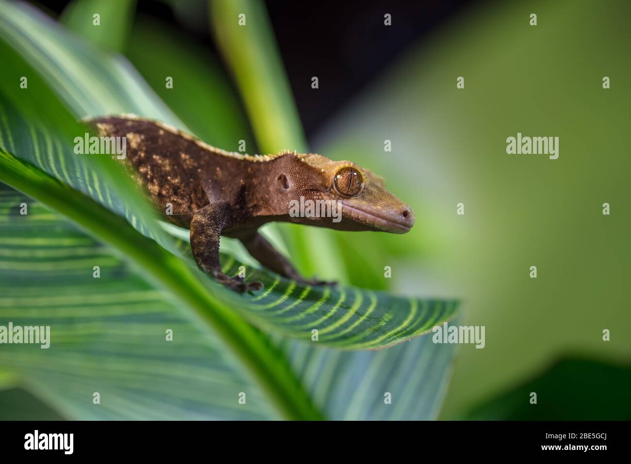 Lizard leaf hi-res stock photography and images - Alamy