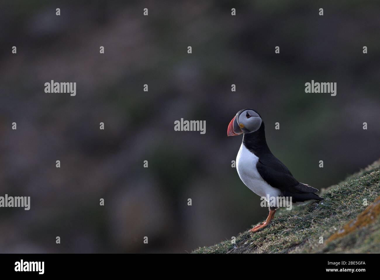 A puffin at it's colony in Ireland Stock Photo - Alamy