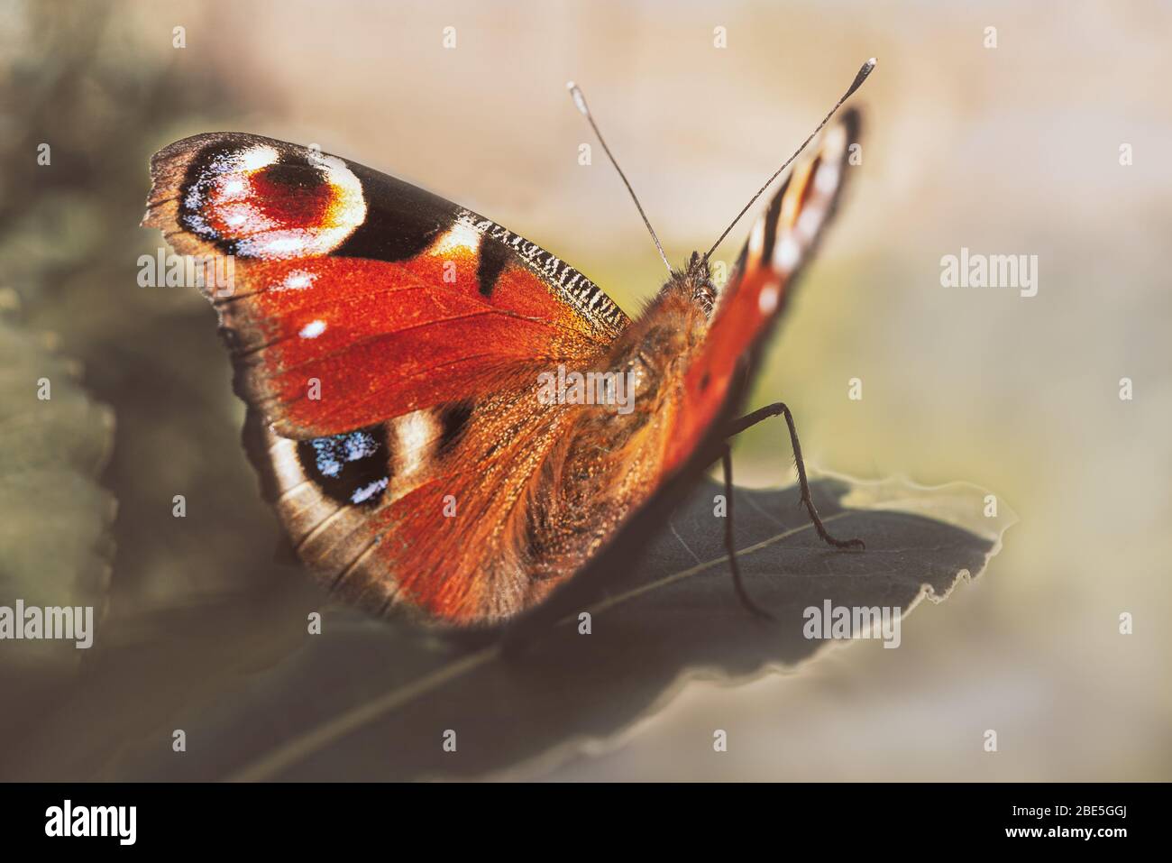 Butterfly from behind hi-res stock photography and images - Alamy