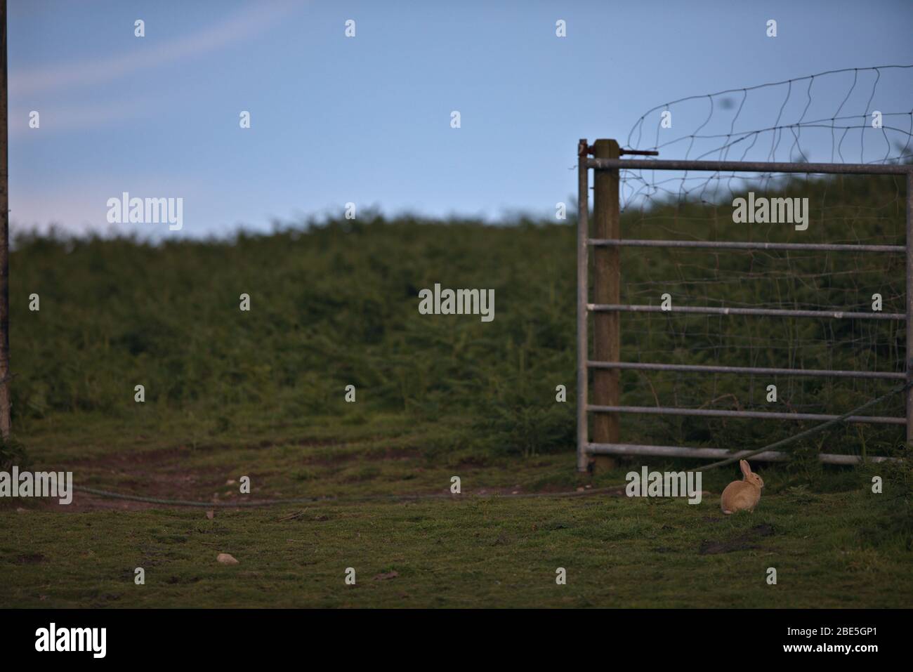 Rabbit at a gate hi-res stock photography and images - Alamy