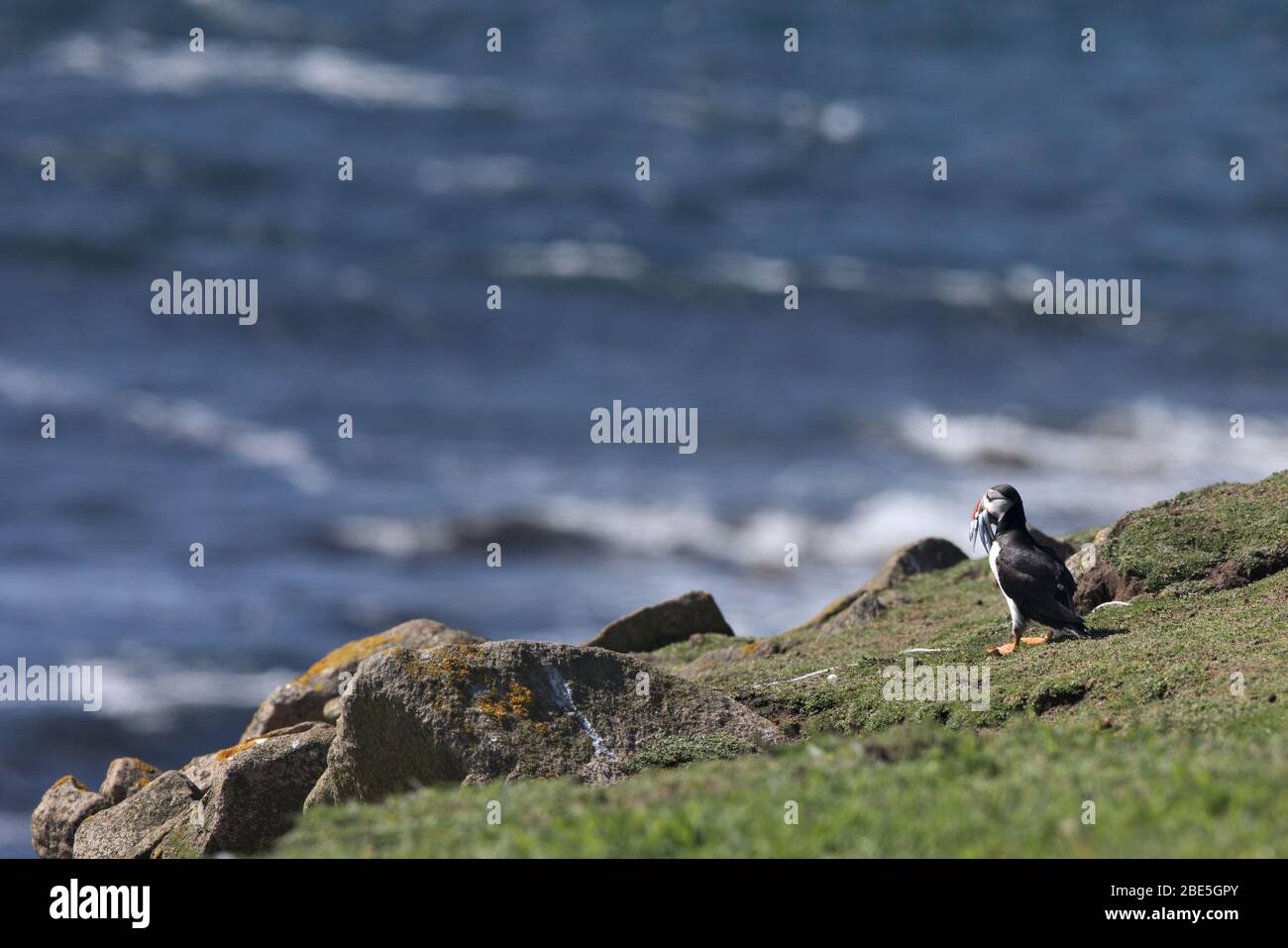 Puffin predator hi-res stock photography and images - Alamy