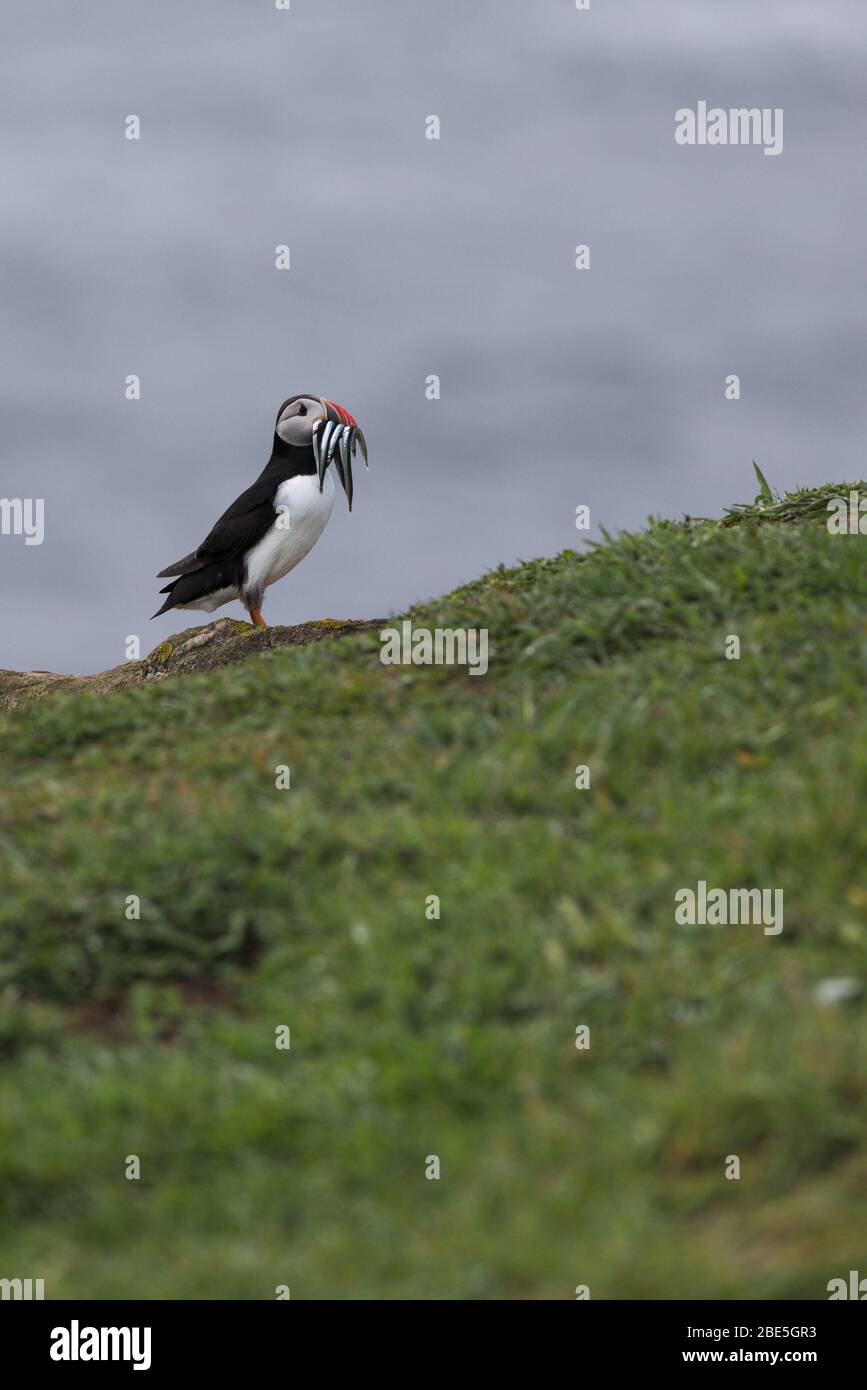 Puffin predator hi-res stock photography and images - Alamy
