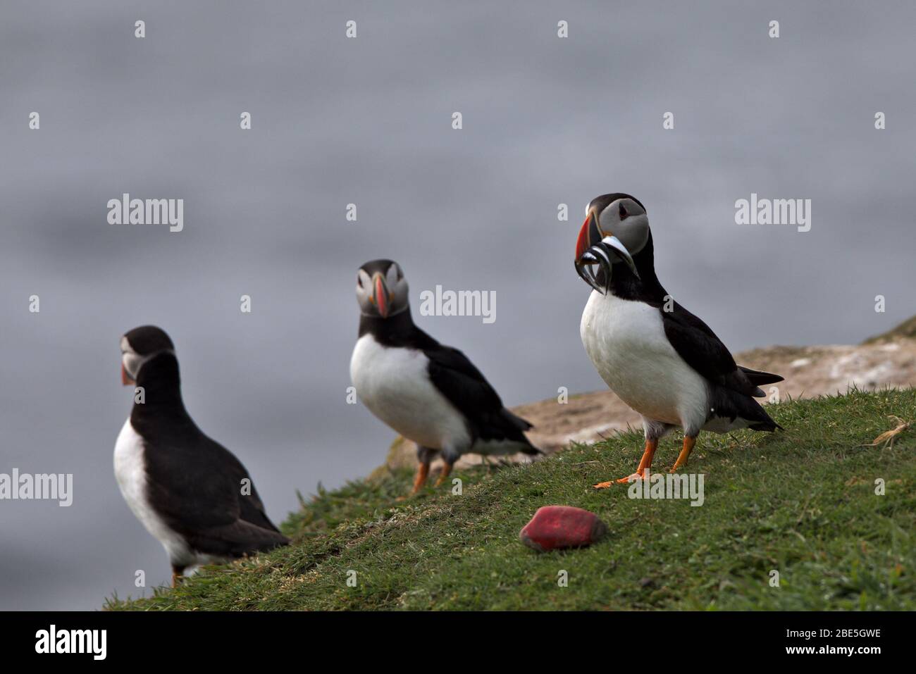 Puffin predator hi-res stock photography and images - Alamy
