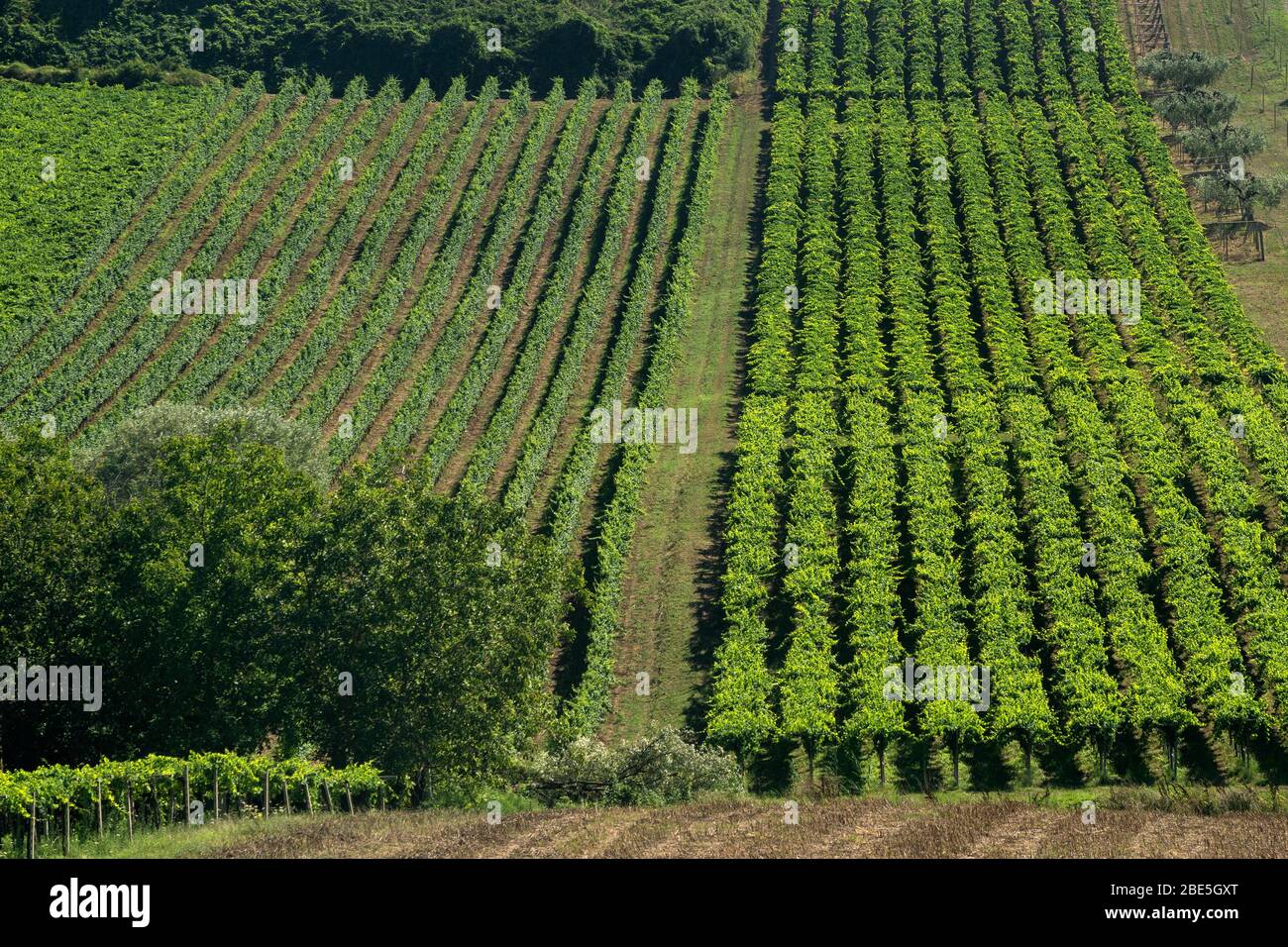 Rural landscape near Chieti, Abruzzo, Italy, at summer. Vineyards Stock ...